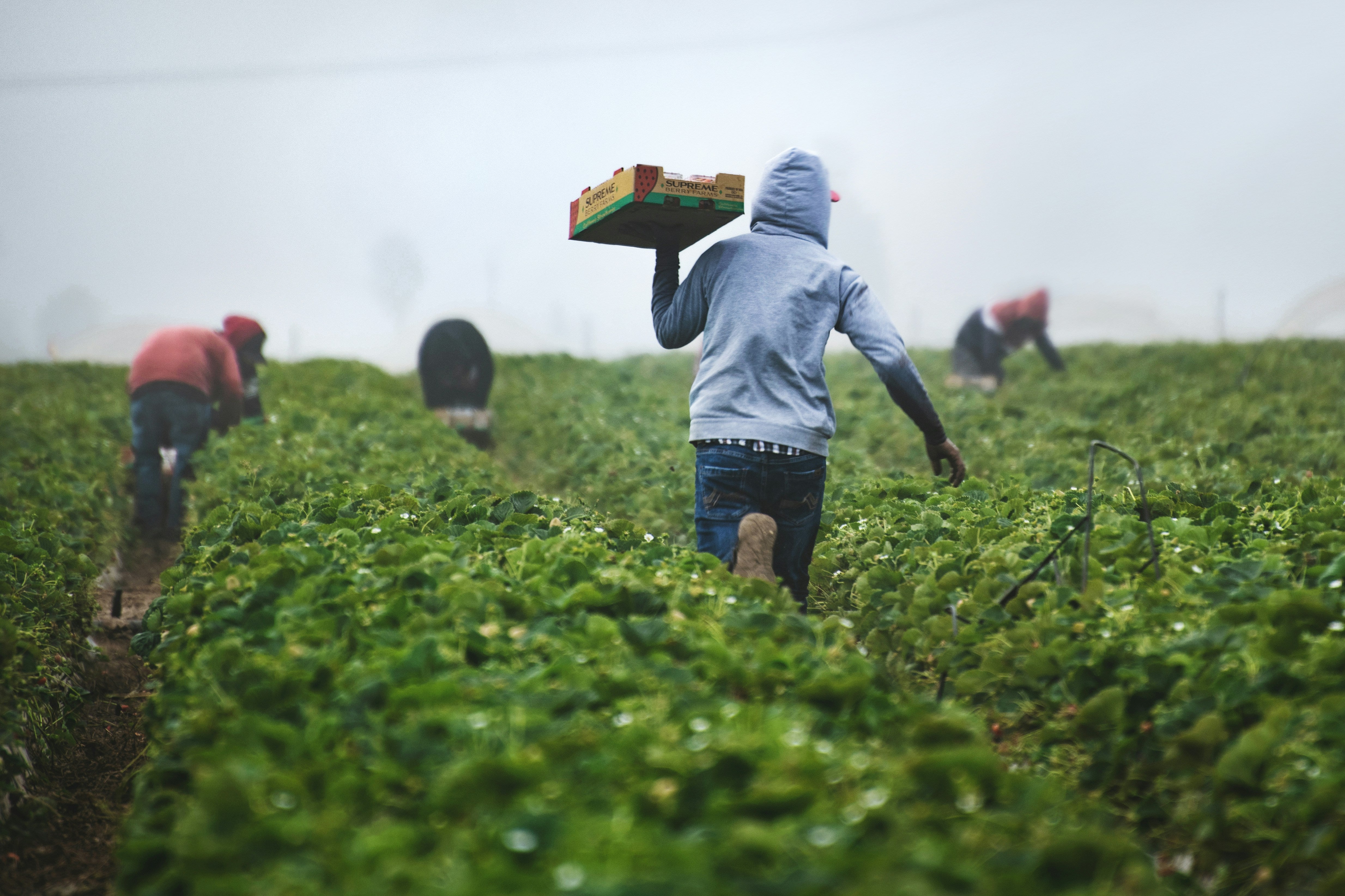 Bees Crucial Role in The Global Food Chain – Honey Haven Supply